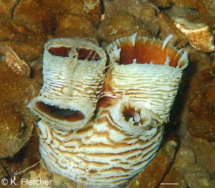 Aberrations-Mutations-Twins